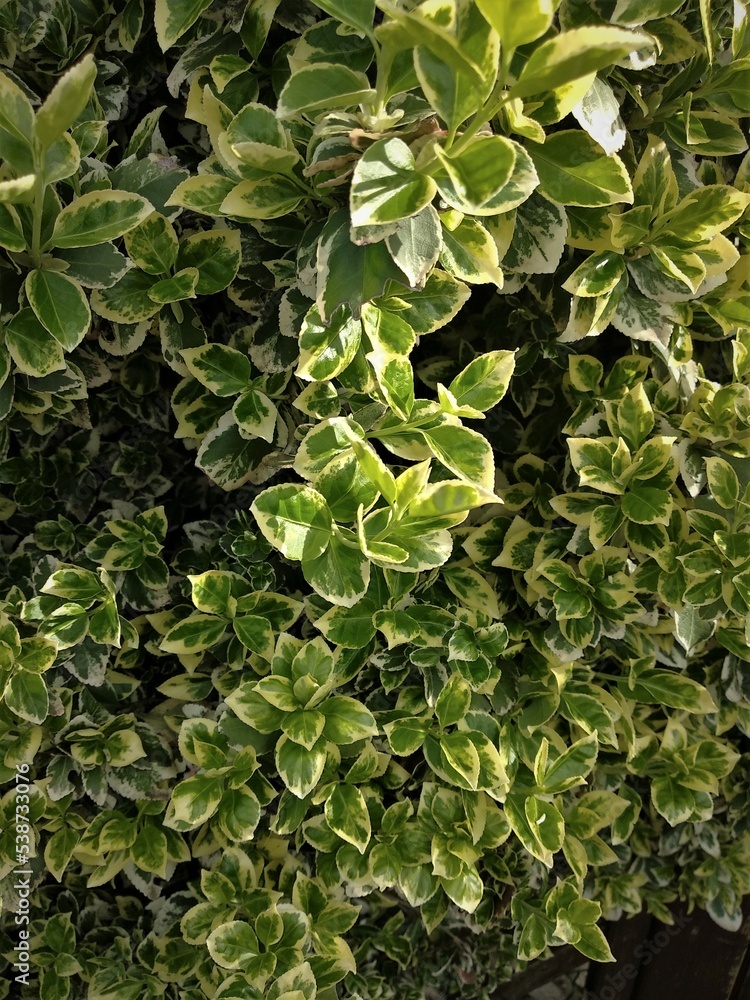 Edera foglie rampicante texture pianta natura Stock Photo | Adobe Stock