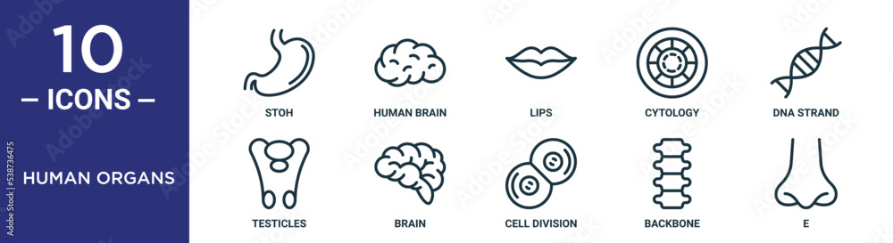 human organs outline icon set includes thin line stoh, human brain ...