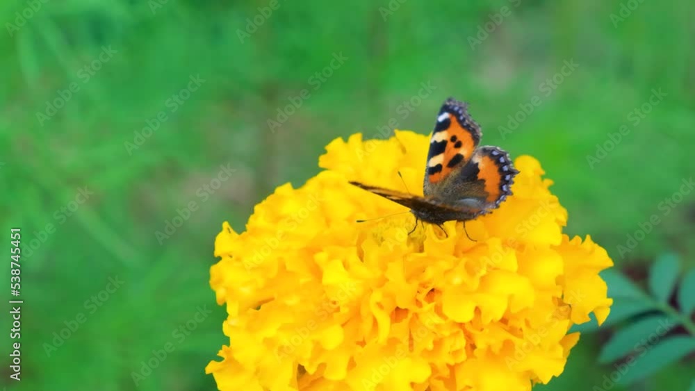 pollination process, butterfly urticaria flies around and collects ...