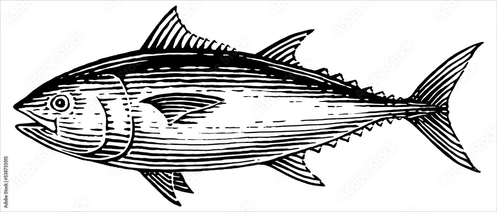 Bluefin Tuna - Hand drawn illustration of a Bluefin tuna in a vintage ... Bluefin Tuna - Hand drawn illustration of a Bluefin tuna in a vintage ...