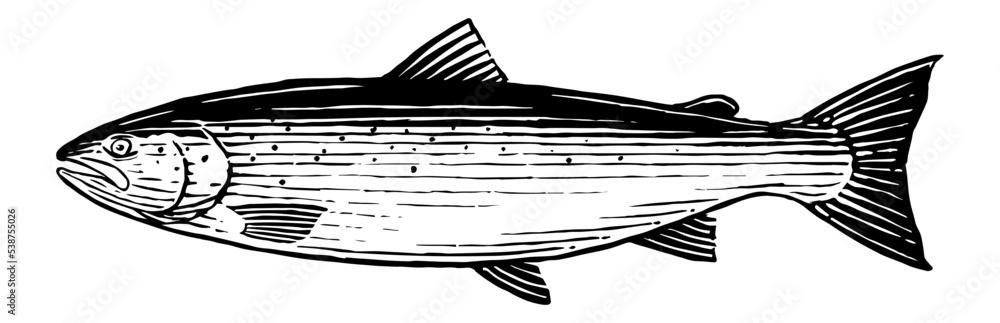 Atlantic Salmon - Hand drawn illustration of an Atlantic Salmon in a ...