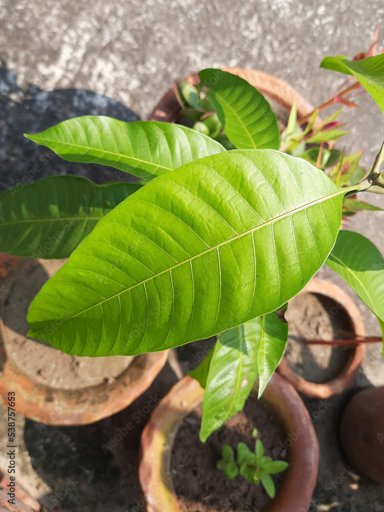 Mango leaves on a small tree Stock Photo | Adobe Stock
