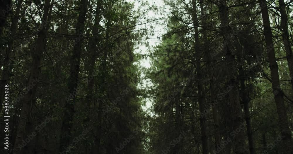 Dark forest pathway on grey cloudy day, tilting down view Stock Video ...