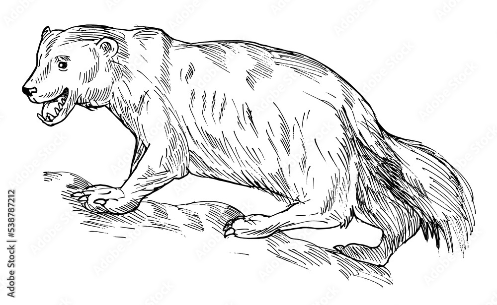 hand sketch drawing illustration of a wolverine done in black and white ...