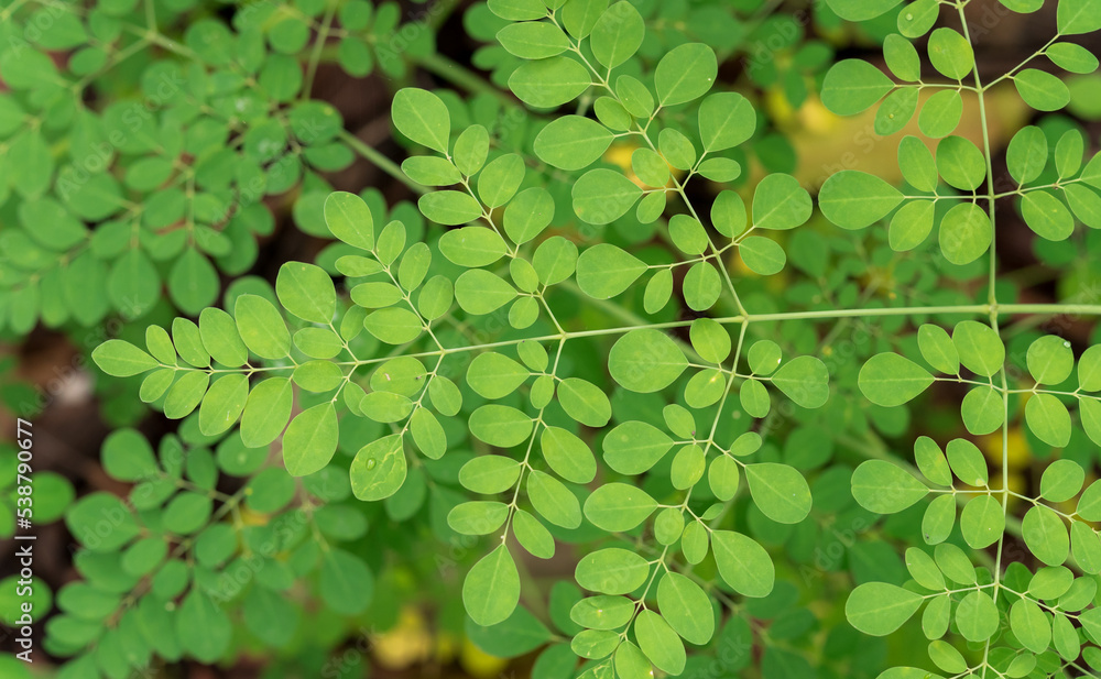 Moringa oleifera, Moringa leaves on tree, green leaves Stock Photo ...