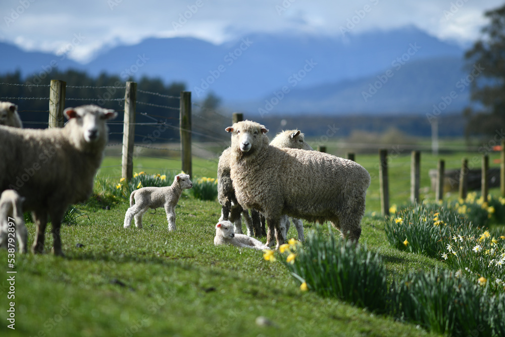 Spring lambs and sheep in a paddock of daffodils Stock Photo | Adobe Stock