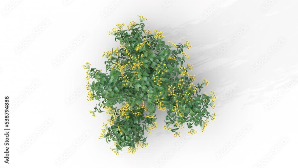 Vidéo Stock Allamanda flower on a white background 3D animation ...