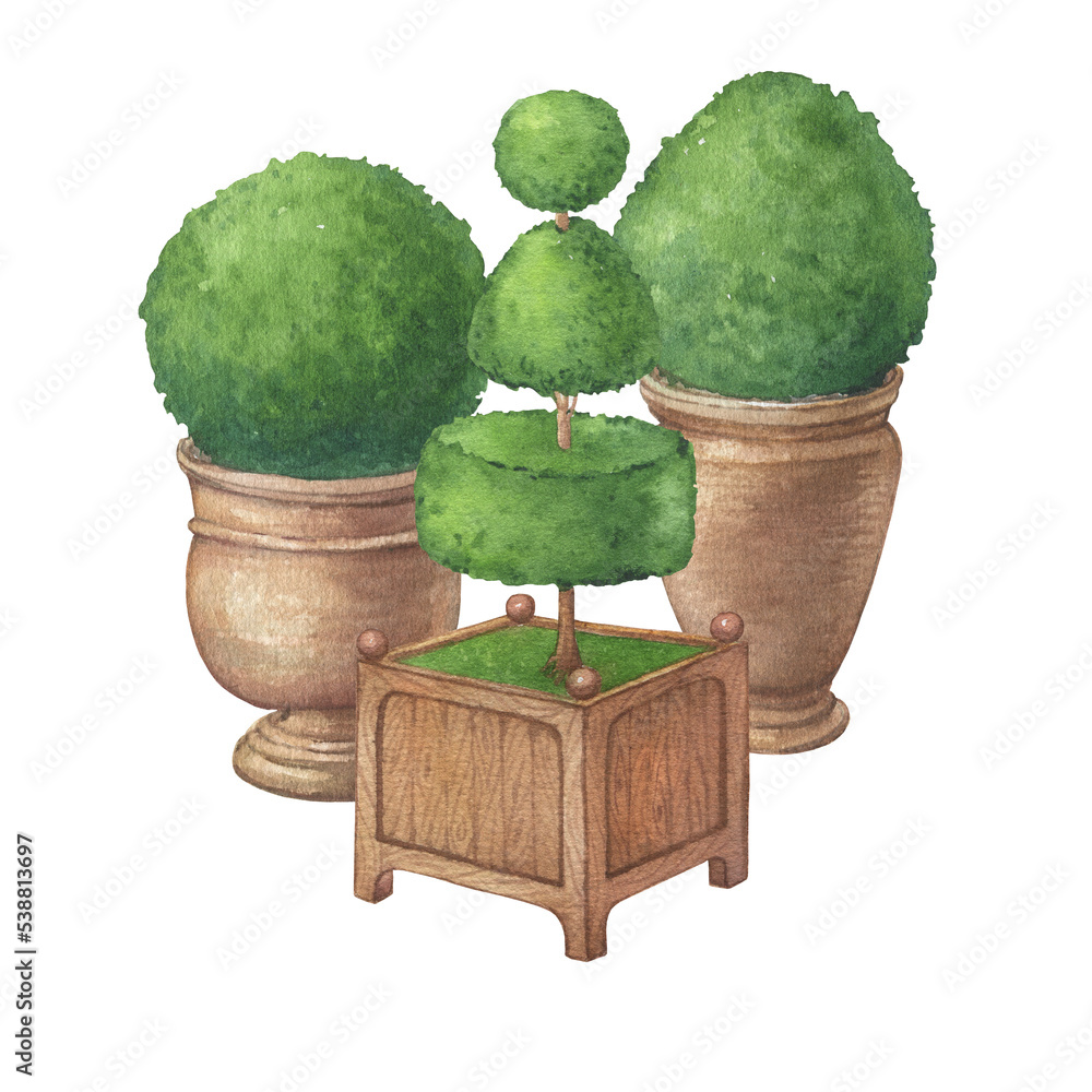Topiary, three evergreen trimmed geometric shrubs in a terracotta and ... Topiary, three evergreen trimmed geometric shrubs in a terracotta and ...