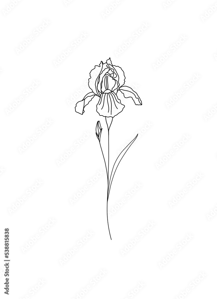 Iris flower line drawing, line art, minimalist drawing Stock ...