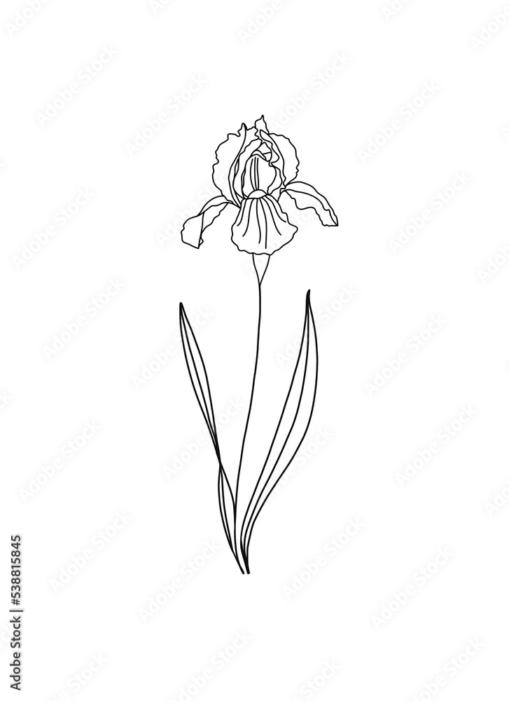 Iris flower drawing, tattoo design, simple flower design, sticker ...