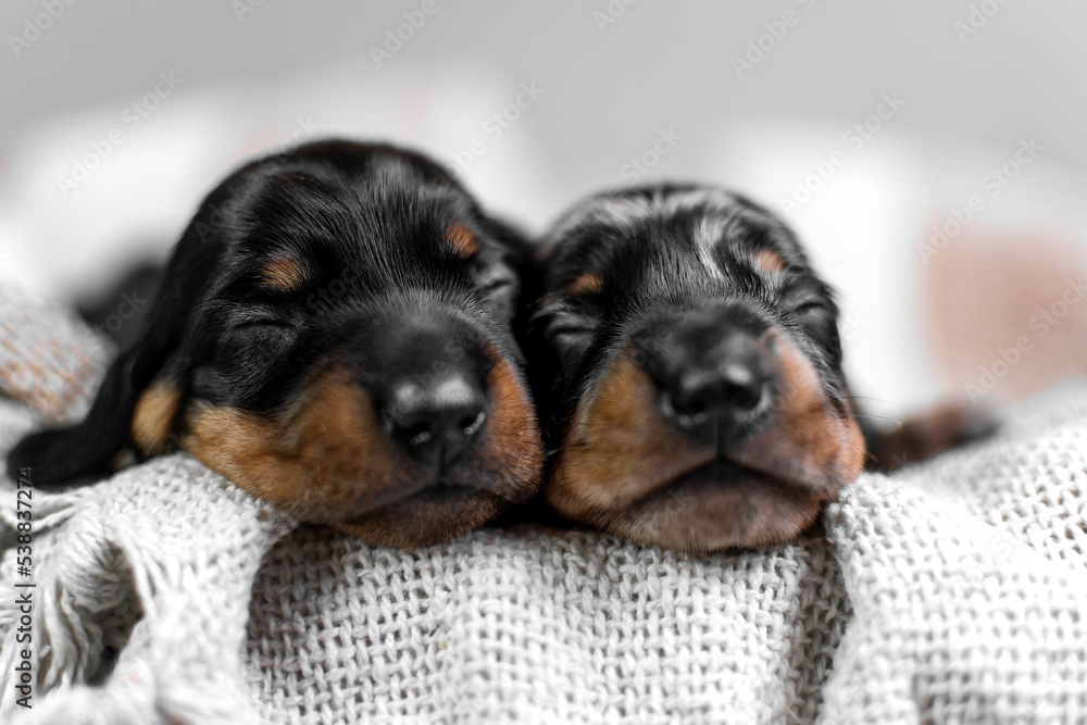 Foto de Two newborn dachshund puppies sleeping do Stock | Adobe Stock