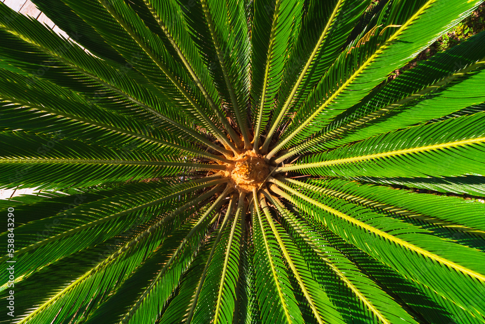 Cycas revoluta or sago palm or Japanese cycad top view background photo ...
