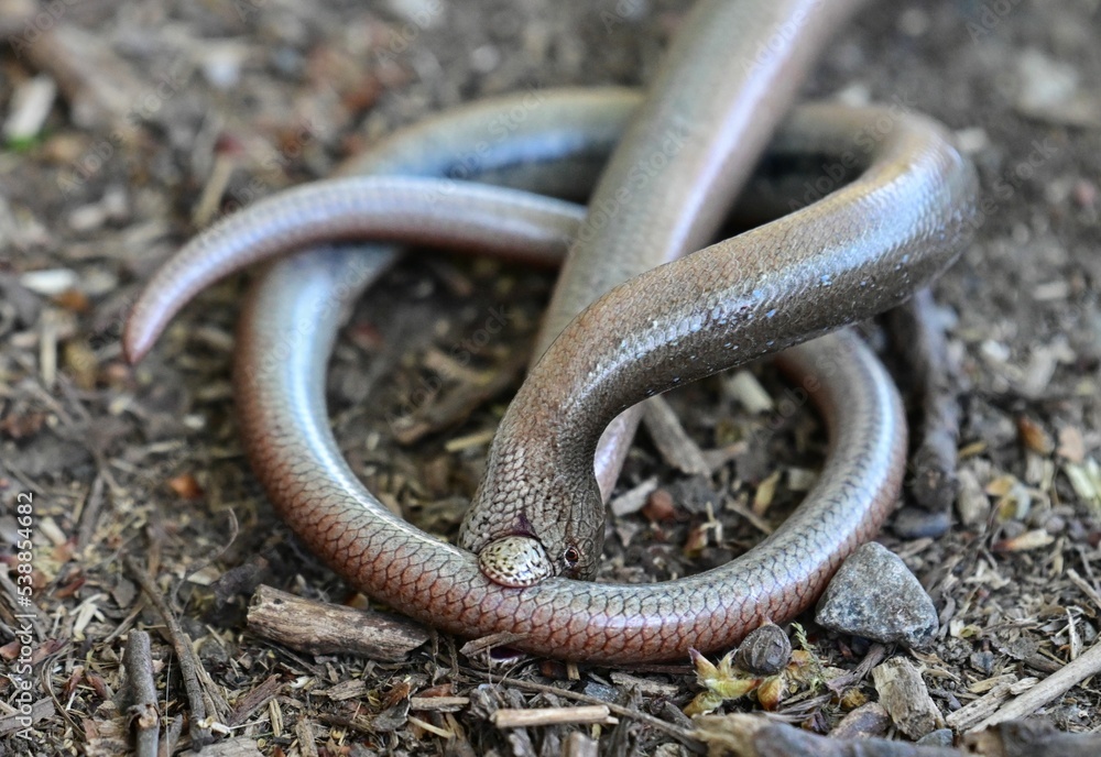 Closeup of slow worm snakes, Anguis fragilis captured during mating ...