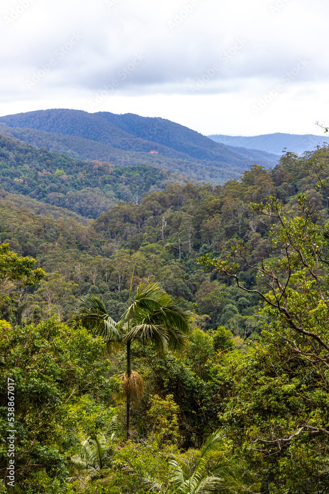 unique flora of the austral rainforest in springbrook national park ...