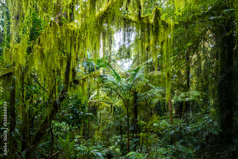 Moss-grown trees in lamington national park in queensland, australia ...