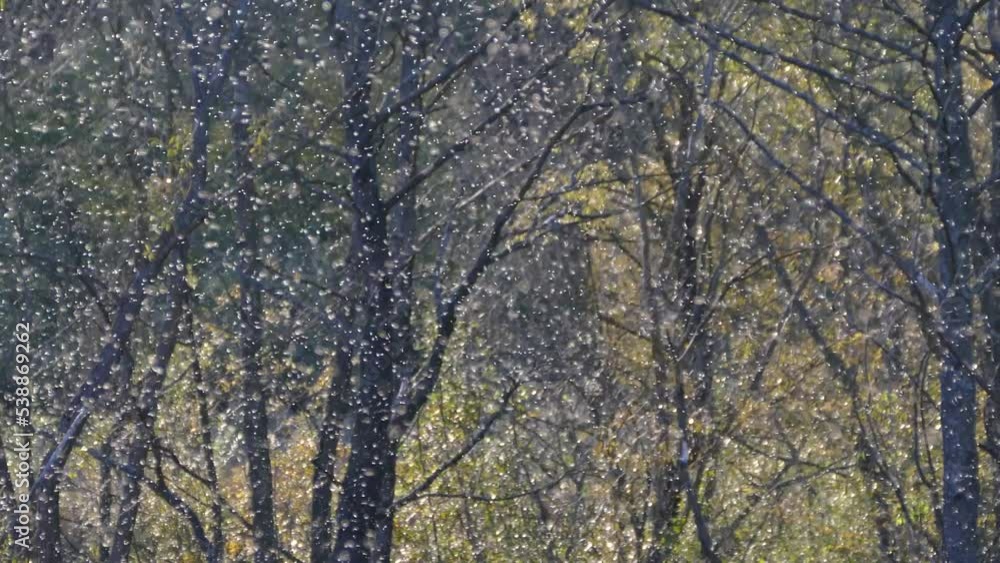 Lots of flying insects in the air. Invasion of insects, flock of ...