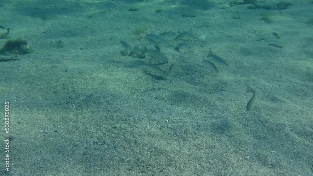 A flock of Golden gray mullet or Golden mullet (Liza aurata) feed in ...