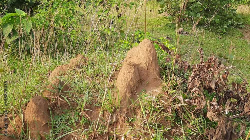 Snake Anthill in field. snake burrow or snake house made by red soil in ...
