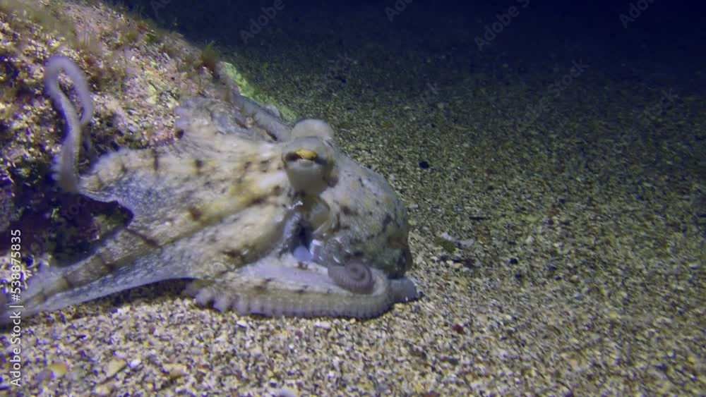 Common octopus (Octopus vulgaris) swims above the bottom, stops ...