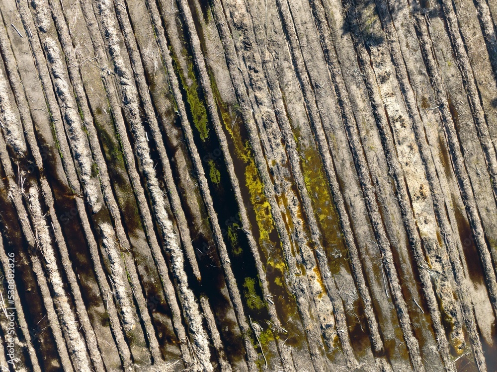 rows of planting a plantation in Australia, Rainforest deforestation in ...