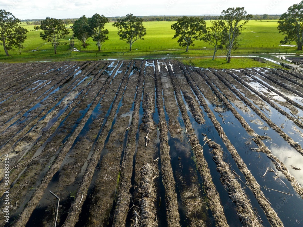 rows of planting a plantation in Australia, Rainforest deforestation in ...