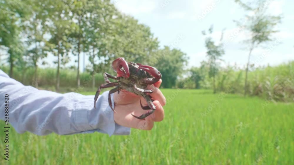 Hand holding a big crab caught from the rice fields. Crabs, pests, eat ...