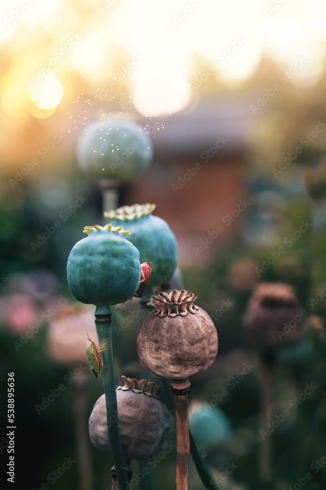 Opium poppy heads, close-up. Papaver somniferum, commonly known as ...