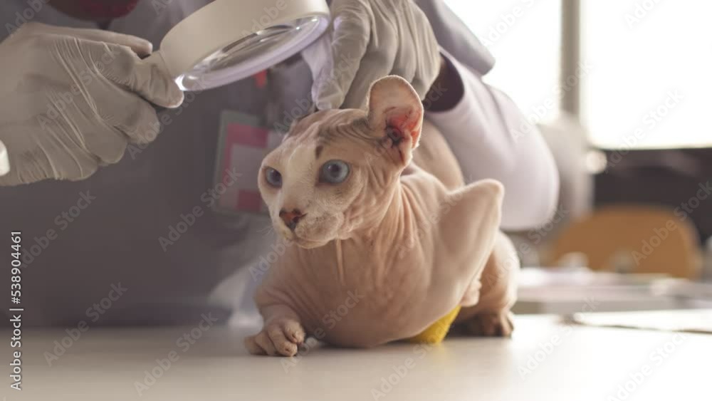 Hairless sphynx elf cat with clear blue eyes sitting on medical table ...