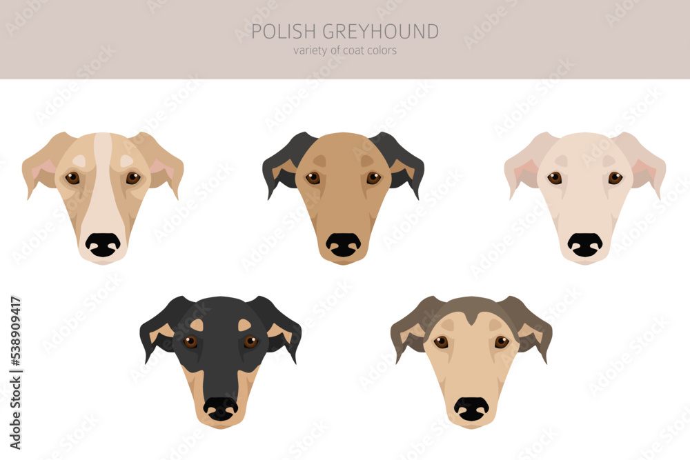 Greyhound Dog Colors