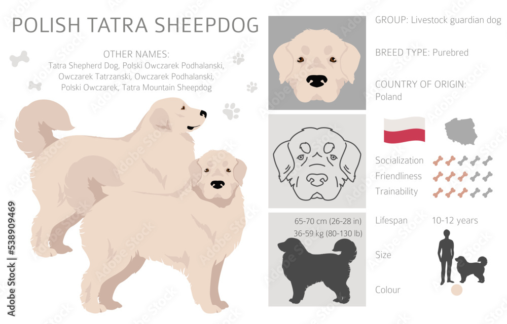 Polish Tatra Sheepdog clipart. All coat colors set. All dog breeds ...