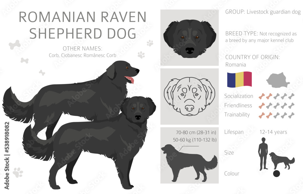 Romanian Raven Shepherd dog clipart. All coat colors set. All dog ...