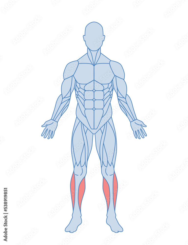 Male muscle anatomy. Body with tibialis anterior and peroneal muscles ...