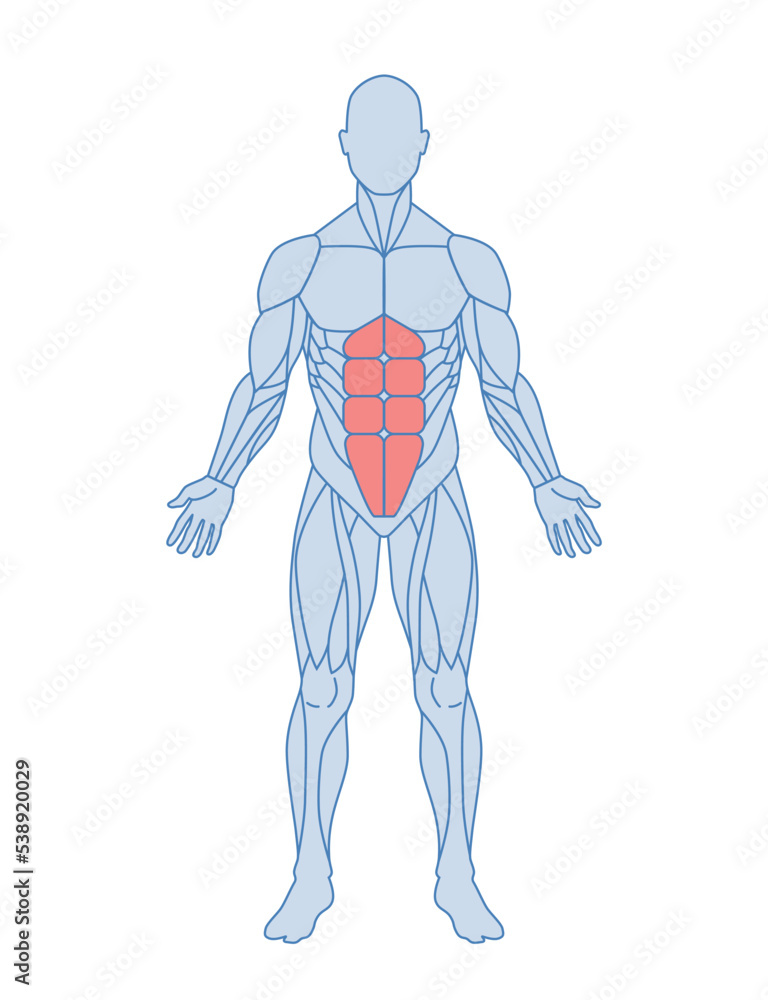 Male muscle anatomy. Body of man with abdominal muscles or rectus ...