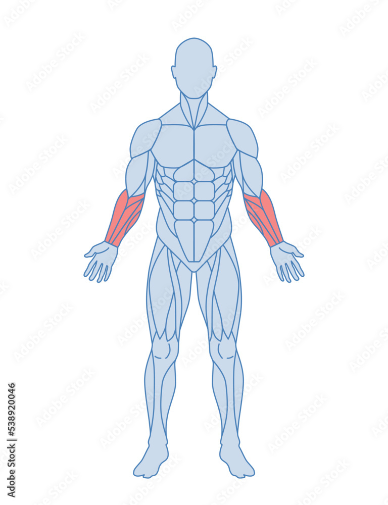 Male muscle anatomy concept. Forearm of male with flexor digitorum ...
