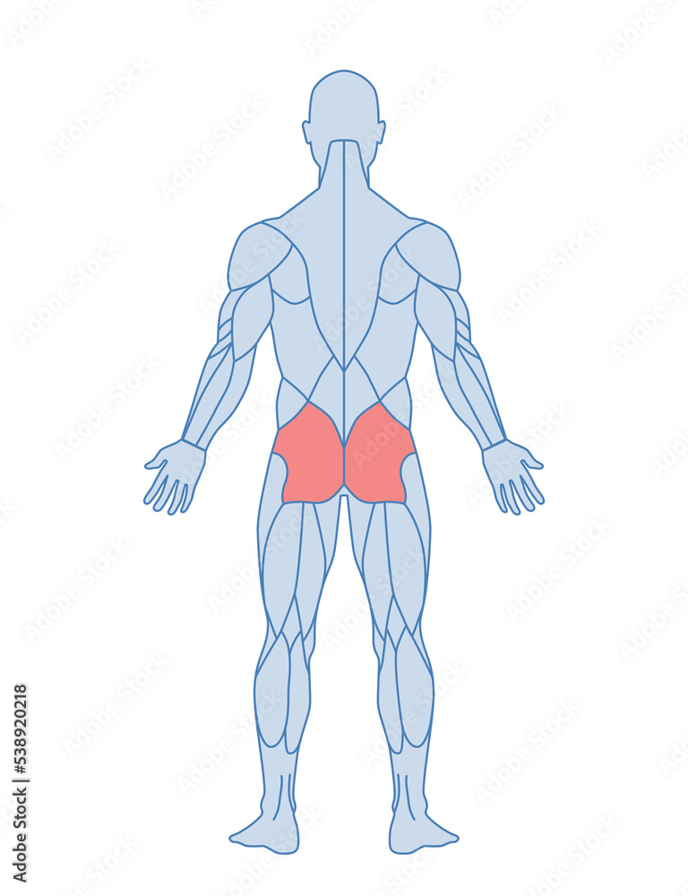 Male muscle anatomy concept. Character figure with highlighted gluteus ...