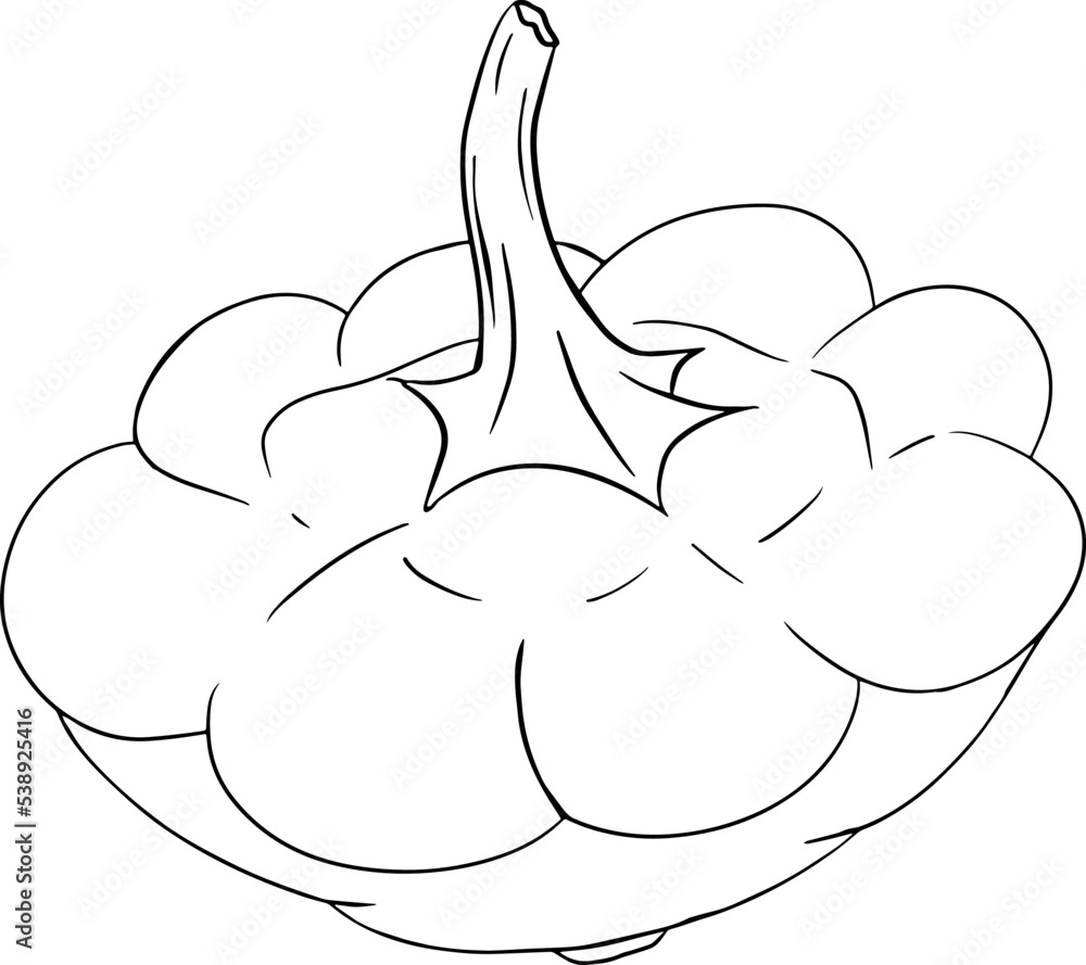 Vector illustration of a patisson. Patty pan squash isolated on white ...
