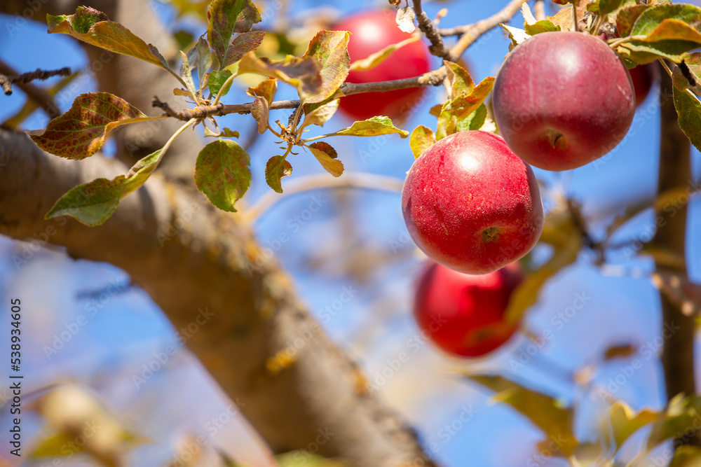 Harvest of apples on a plantation in the garden. Fruit trees with ...
