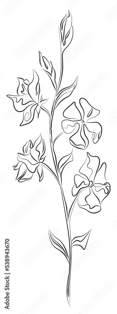Line drawing wild flower with buds, black sketch. Plant with leaves one ...