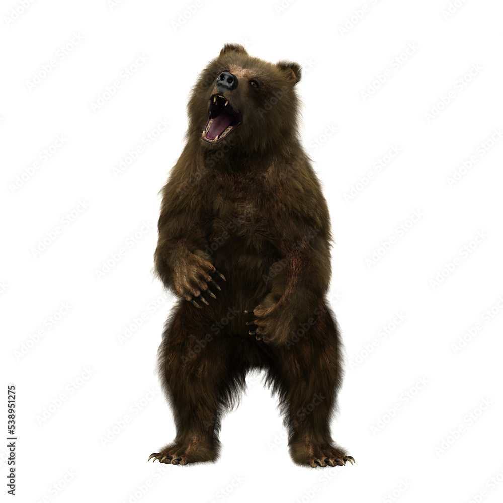 Brown Bear Roaring Standing