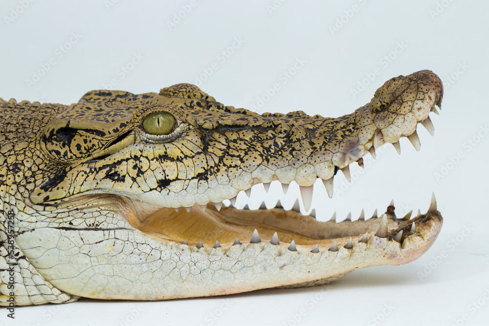 Saltwater crocodile Crocodylus porosus isolated on white background ...