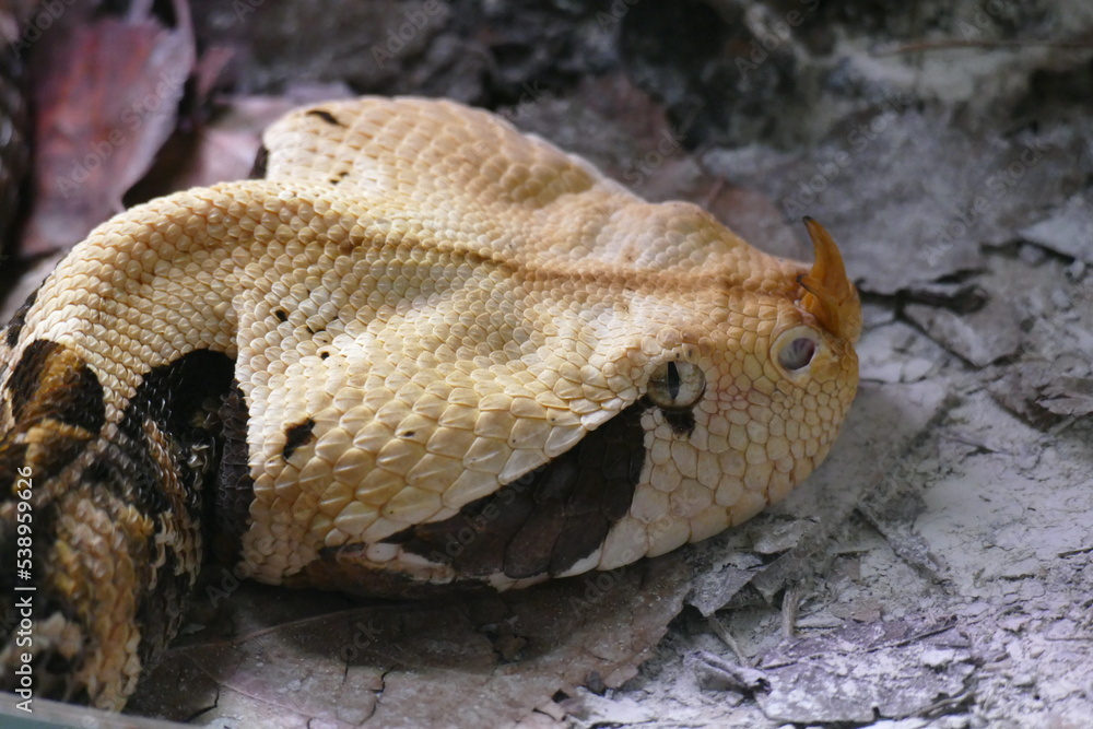 Serpiente de cabeza triangular con cuerno en la zona de la nariz Stock ...