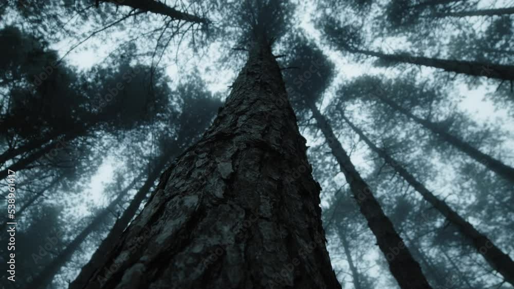 Pine Treetops In The Fog Stock-Video | Adobe Stock