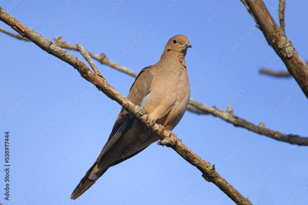 The mourning dove (Zenaida macroura) also known as the American ...