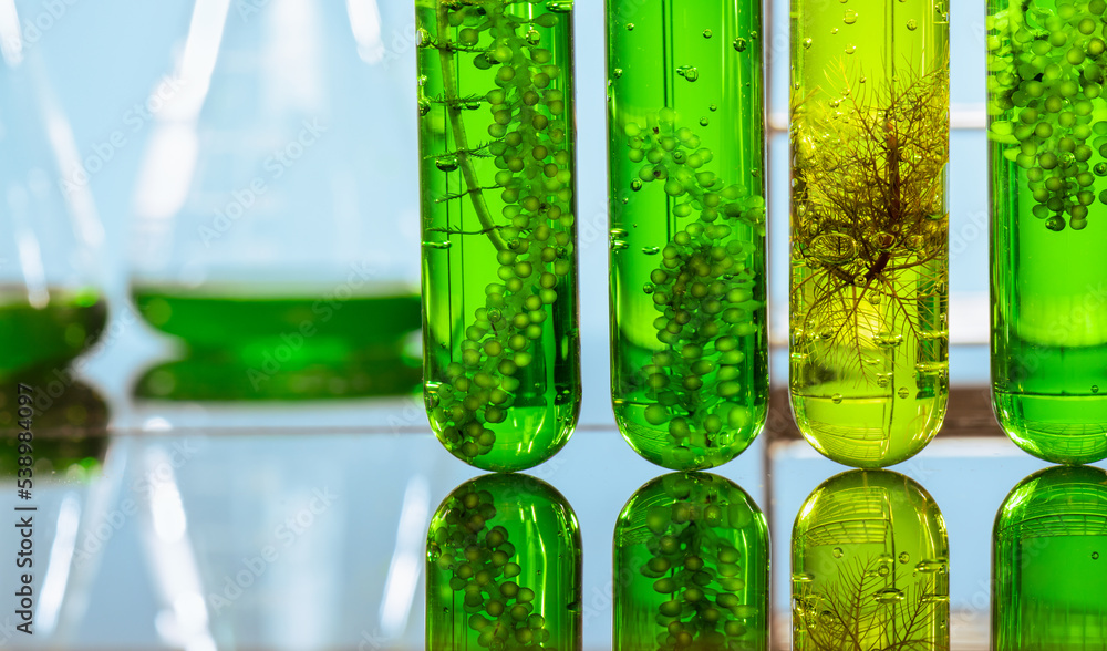 Algae Biofuel