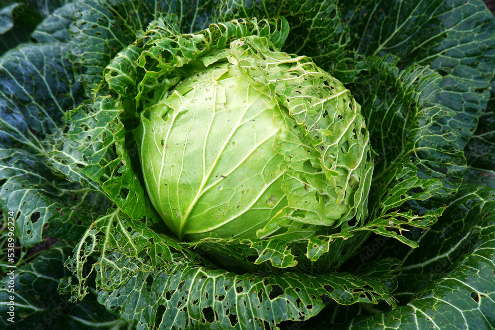 Large white cabbage, damaged or eaten by pests.Improper care of ...
