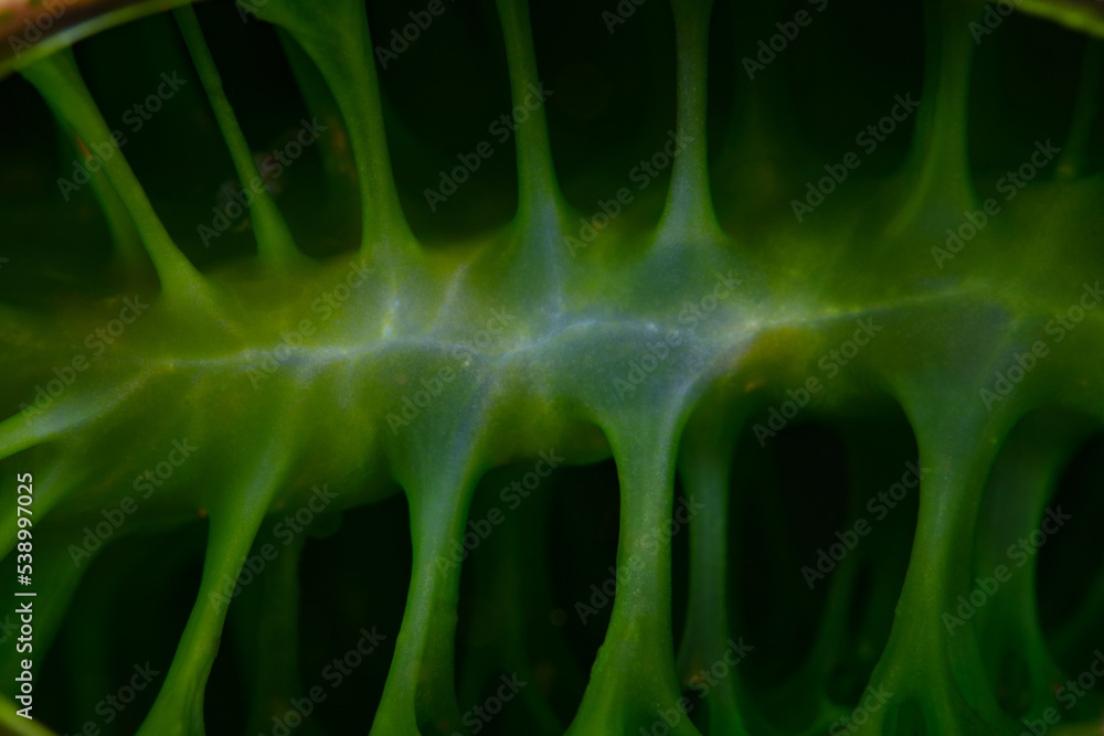 Detail of the inside of a large tunicate, Didemnum molle, on a reef in ...