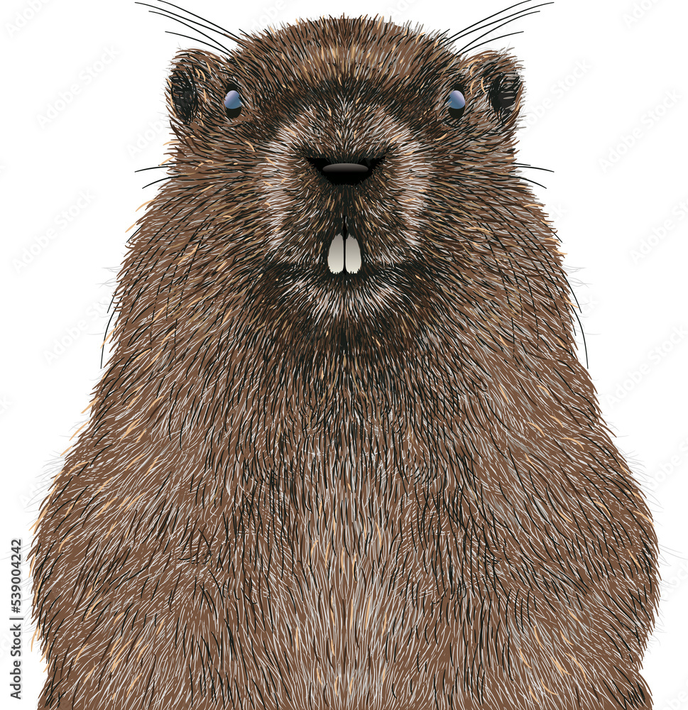 Illustration of a cute hand drawn groundhog in cartoon style. Animal ...