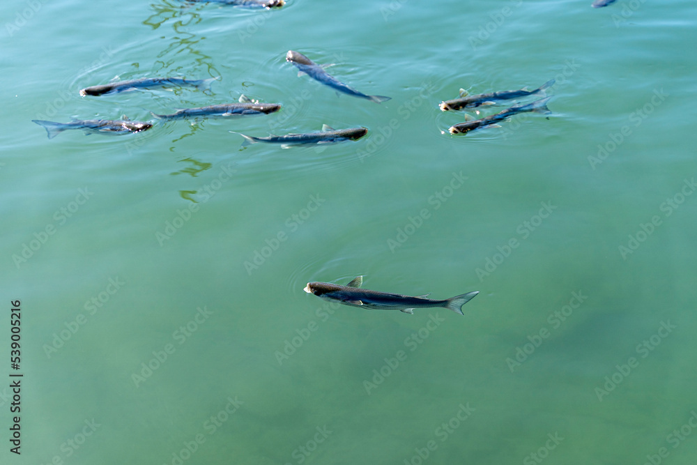 Fotka „poisson de surface dans l'eau d'un port en méditerranée“ ze ...