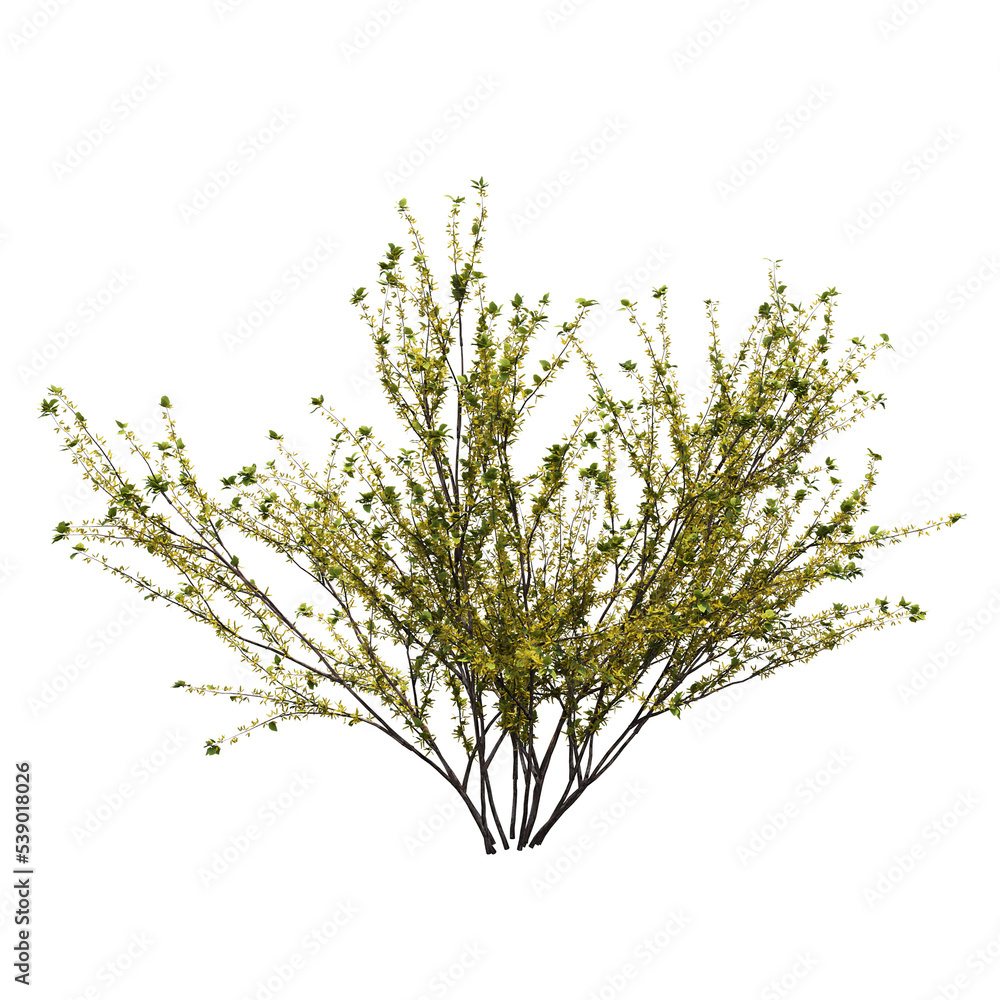 bush isolate on a transparent background, 3D illustration, cg render ...