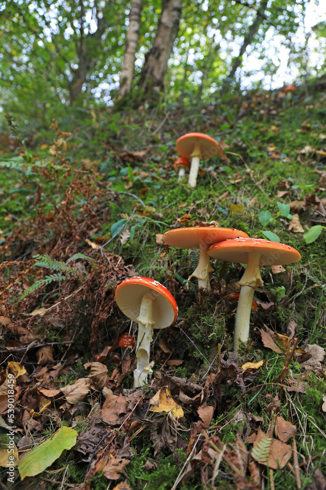 hongo seta amanita muscaria mata moscas alucinógena no comestible país ...